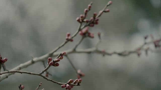 Ast Baum - Free video on Pixabay