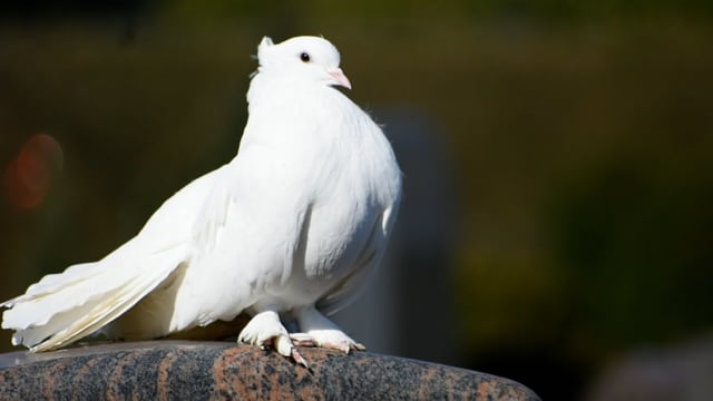 Dove Bird Nature Free Stock Video - Pixabay