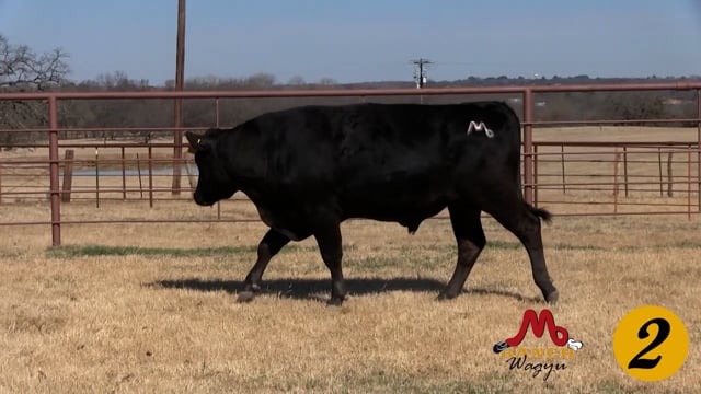 M6 Ranch Bull Sale 22 on Vimeo