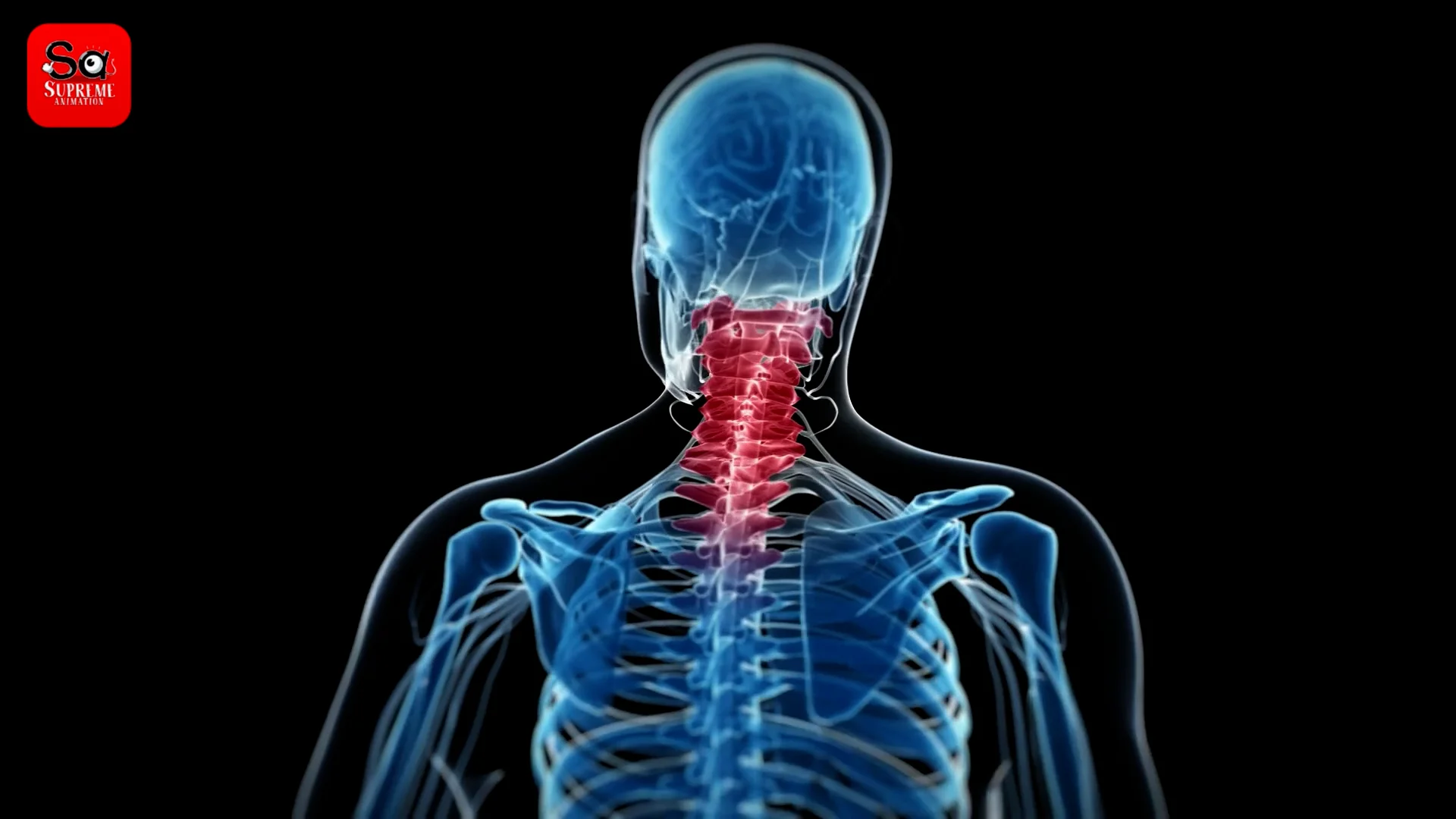 The Spinal Cord 3D Animation