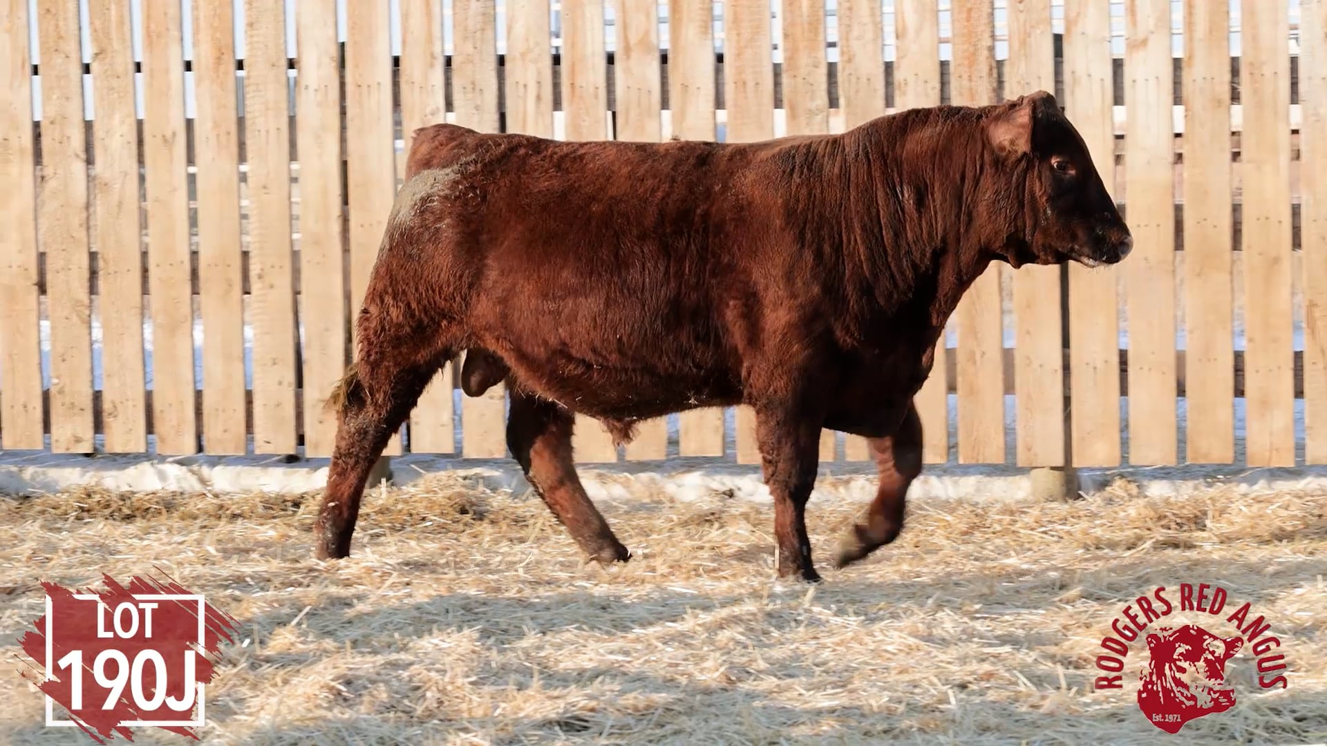 190J-Rodger Red Angus 2022.mp4 on Vimeo