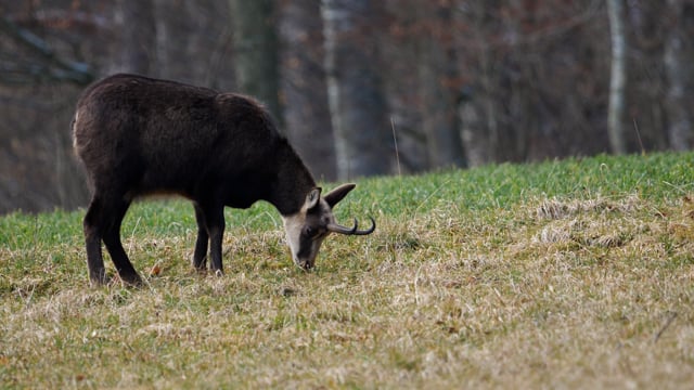 Chamois Gamswild Wild Animal Wolf - Free video on Pixabay