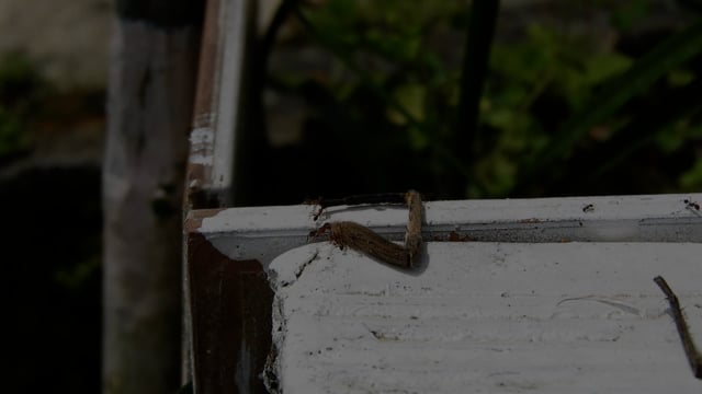 Ants Working Videos: Download 101+ Free 4K & HD Stock Footage Clips ...