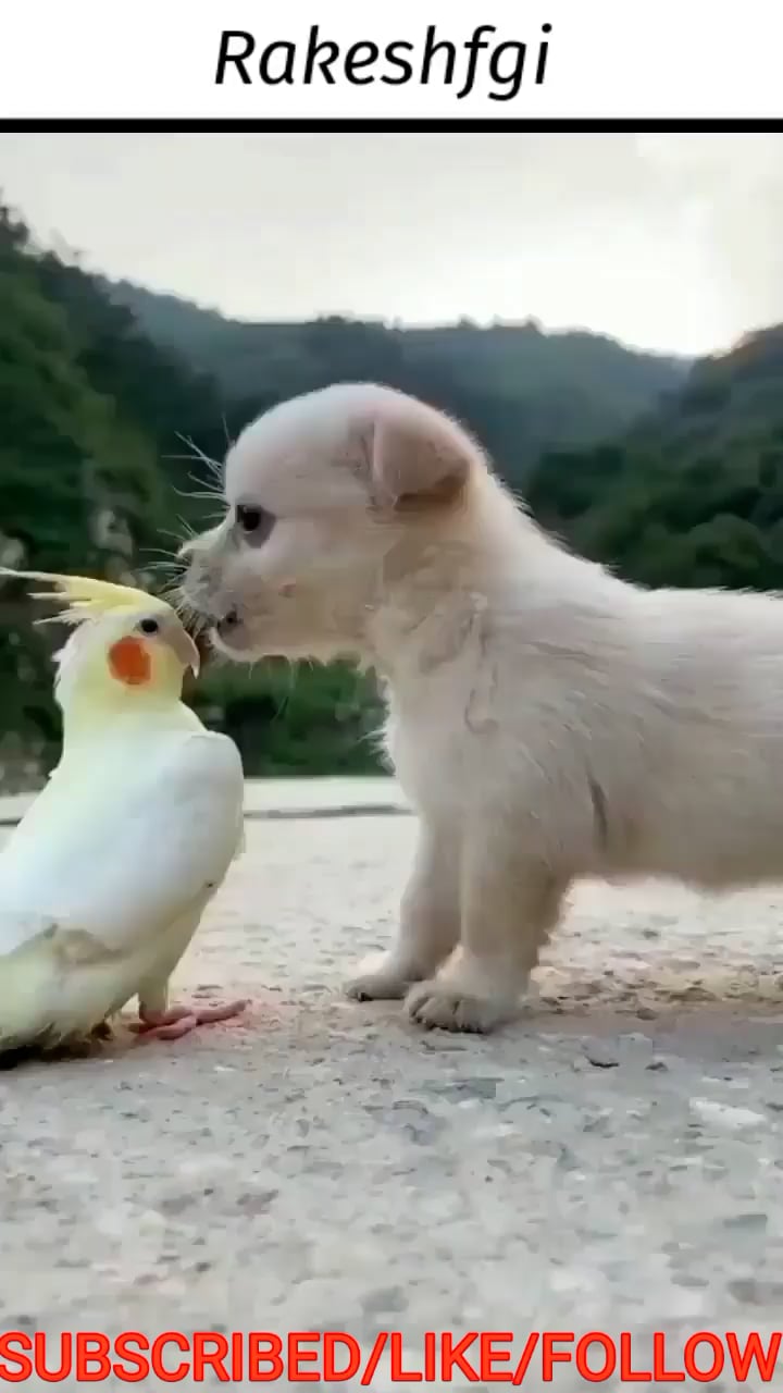 Living Moment baby dog &parrate on Vimeo