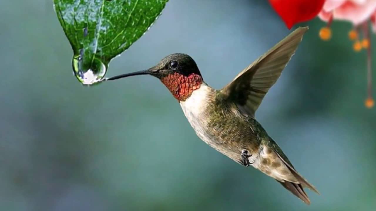 FAUNA DOMINICANA 2da Parte El “Salta Cocote” y el “Picaflor” on Vimeo