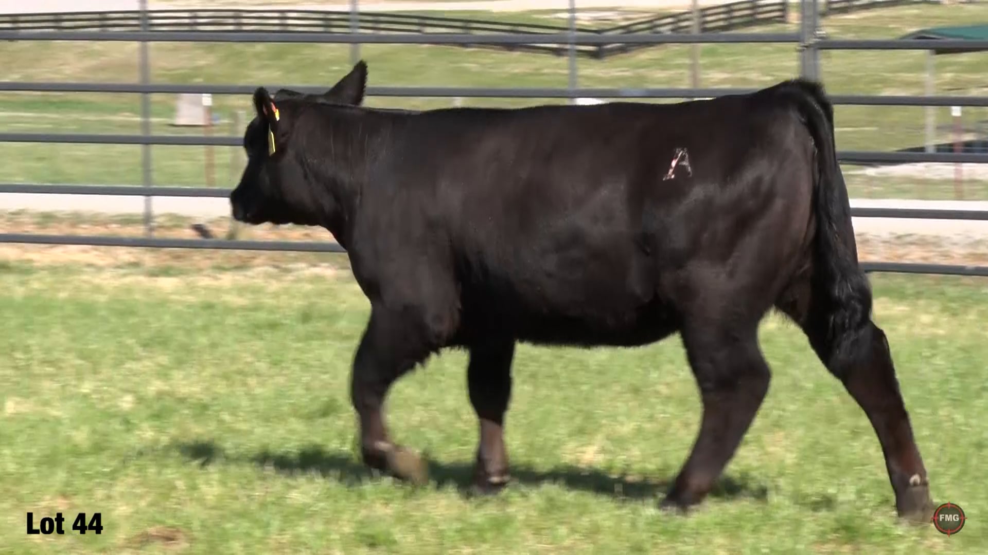 Ingram Angus Lot 44.mp4 on Vimeo