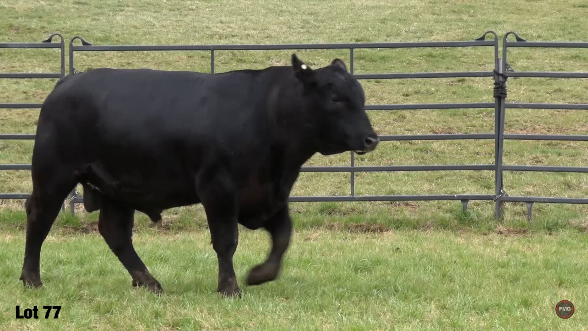 Ingram Angus Lot 77.mp4 on Vimeo