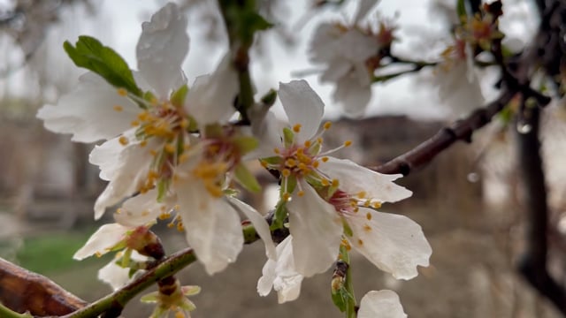 Spring Nature Rain - Free video on Pixabay