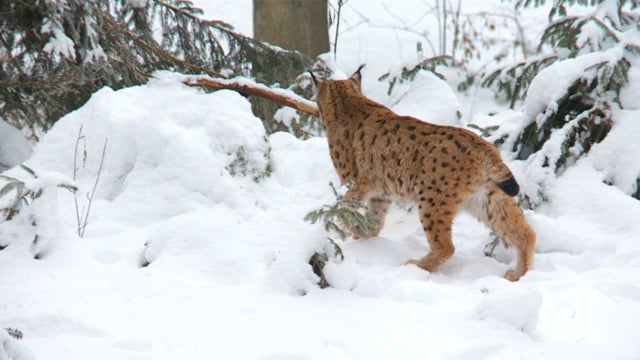 Lynx, Wild Animals, Cat. Free Stock Video - Pixabay