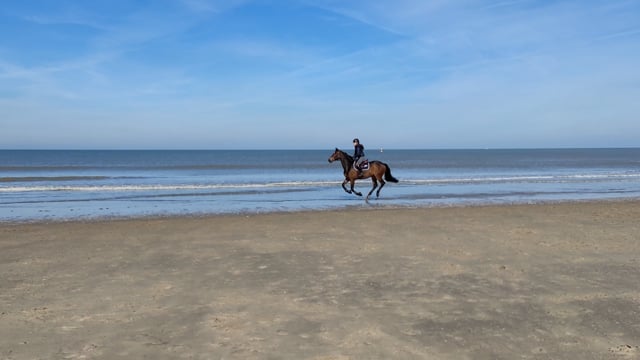 Caballo Playa Mar - Free video on Pixabay