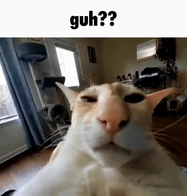 guh-cat.mp4