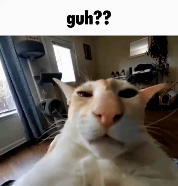 guh-cat.mp4 on Vimeo