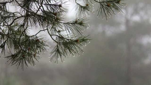 Pine Tree Drops - Free video on Pixabay