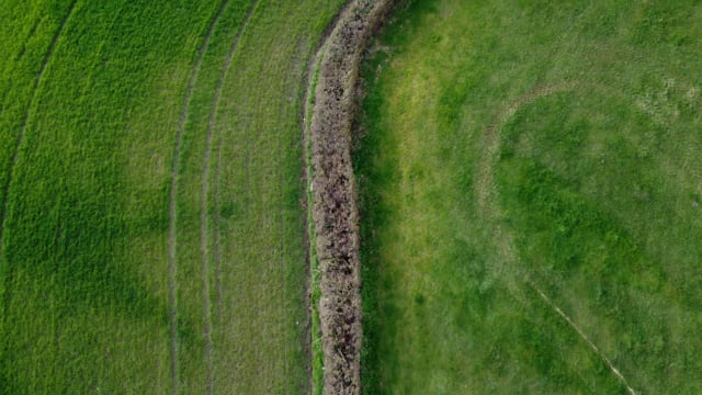 Field Hedge Tree - Free video on Pixabay