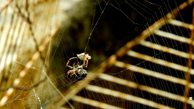 Spider Hunter Web - Free video on Pixabay