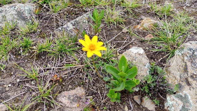 Yellow Flowers, Pastures, Purple Flowers. Free Stock Video - Pixabay