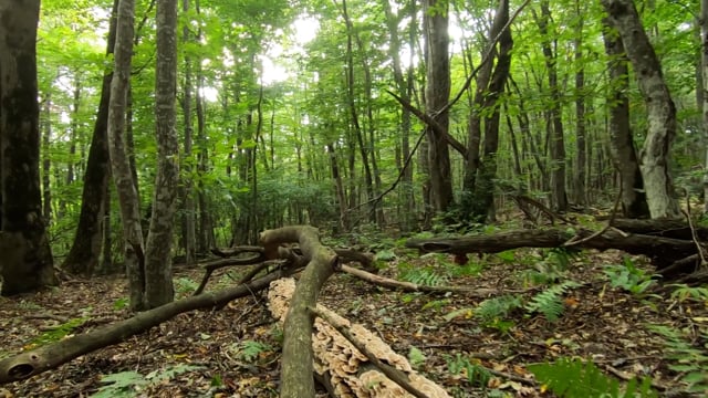 Bosque Oscuro En Stavropol - Free video on Pixabay