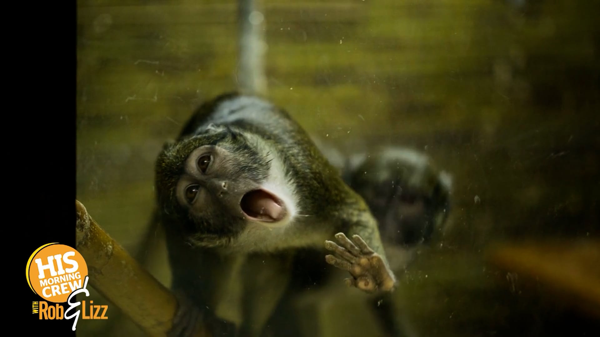 Looks Like We've all had Weird Animal Encounters on Vimeo