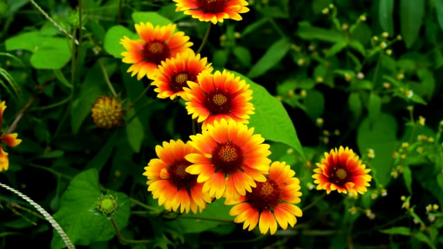 Crisantemo Indio Flor Planta - Free video on Pixabay - Pixabay