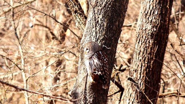 Owl Predator Nature - Free video on Pixabay