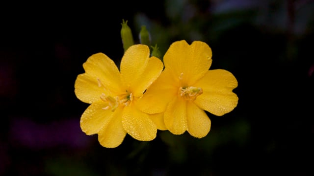 Evening Primrose Dew Morning - Free video on Pixabay