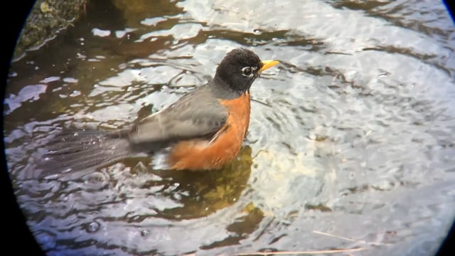 Robin, Bird, Nature. Free Stock Video - Pixabay