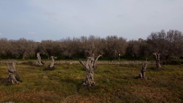 Olive-Tree Videos: Download 13+ Free 4K & HD Stock Footage Clips - Pixabay