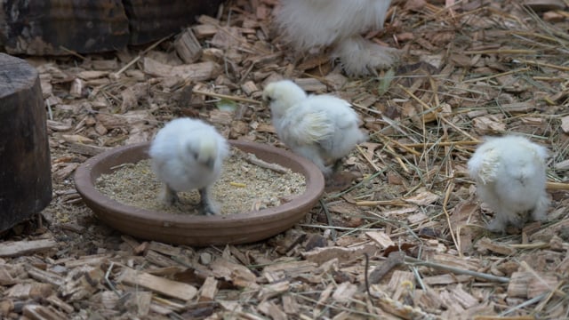 Chick Chicken Cub - Free video on Pixabay