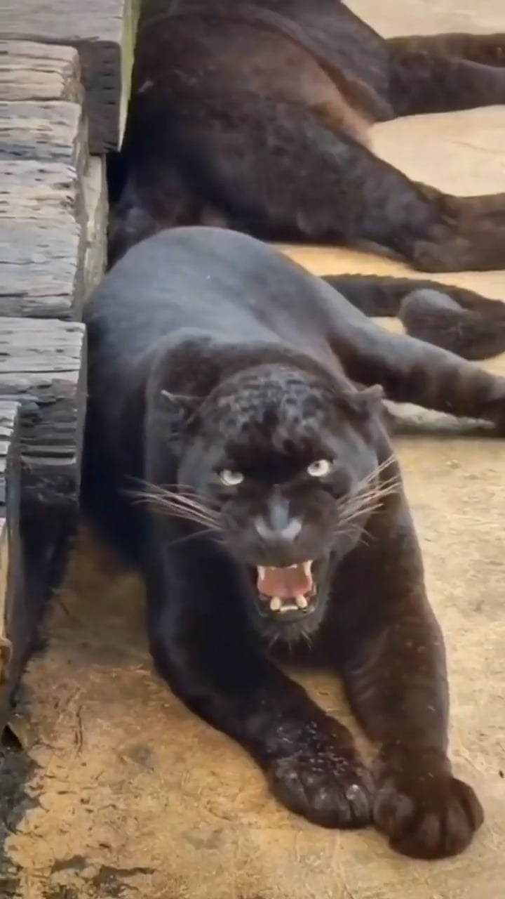 Black panther very dangerous on Vimeo