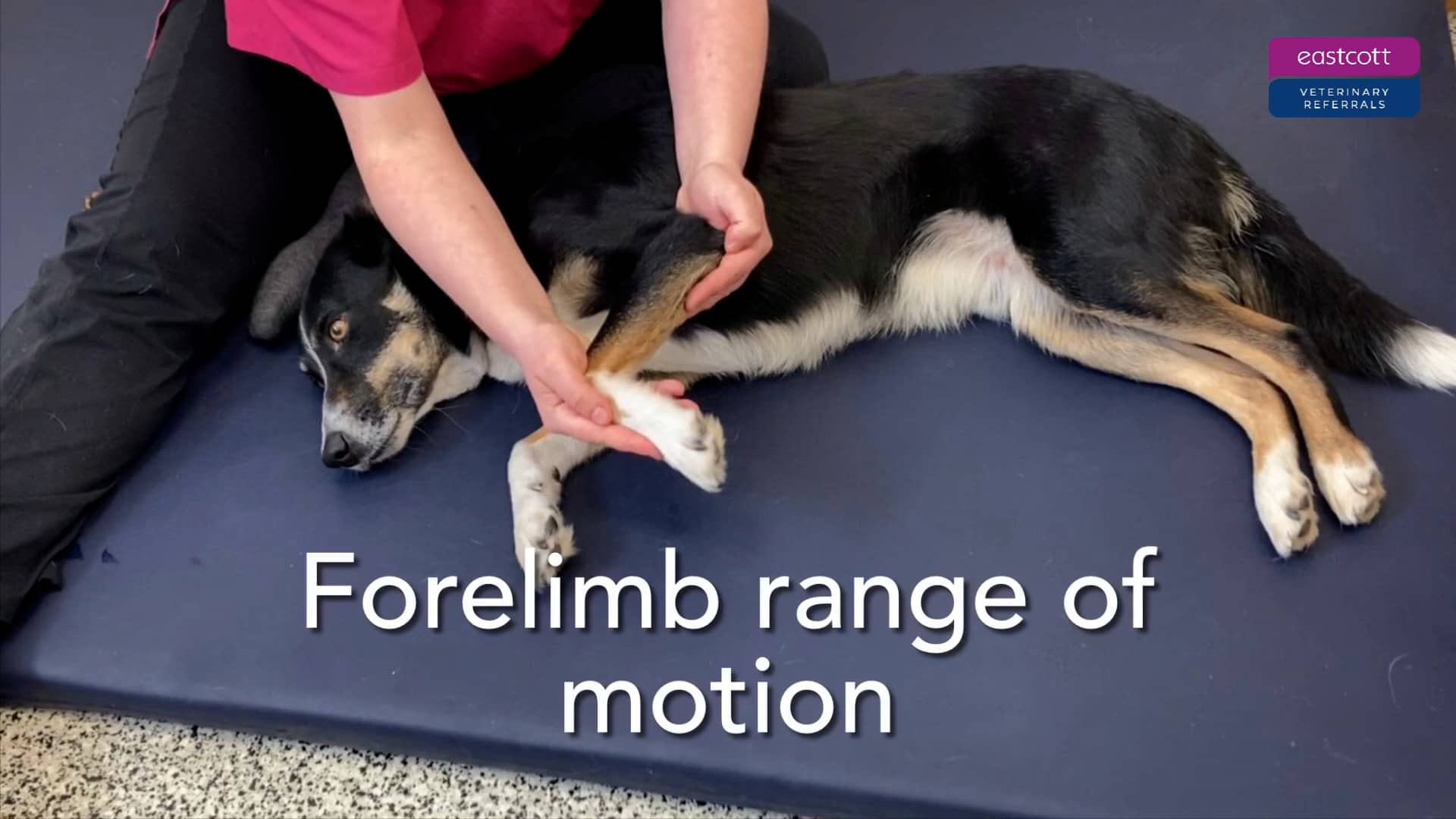 Forelimb range of motion on Vimeo