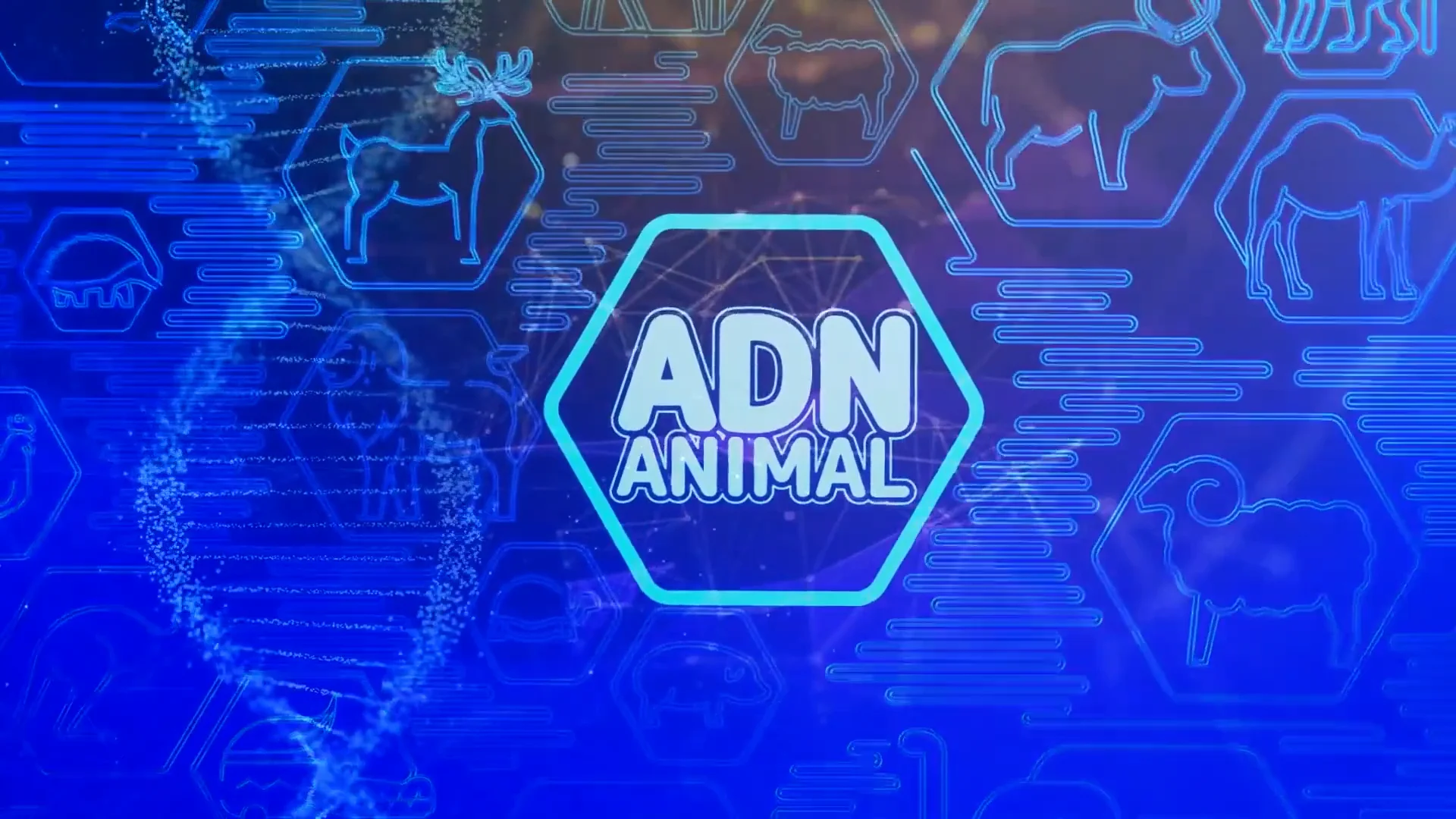 ADN Animal - ADN ANIMAL TRAILER on Vimeo