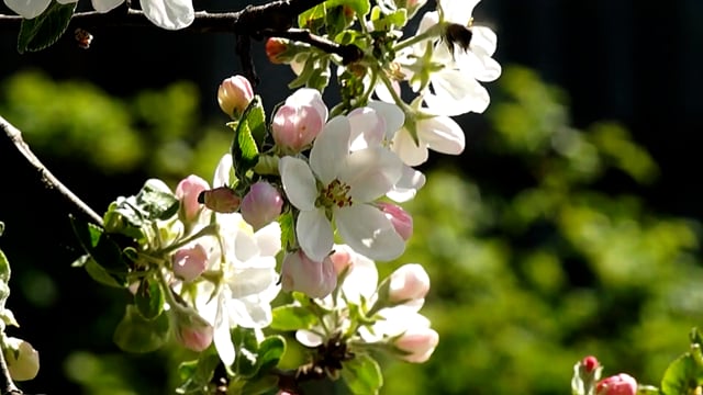 Fleur De Pommier Fleurs Abeille Le - Free video on Pixabay - Pixabay