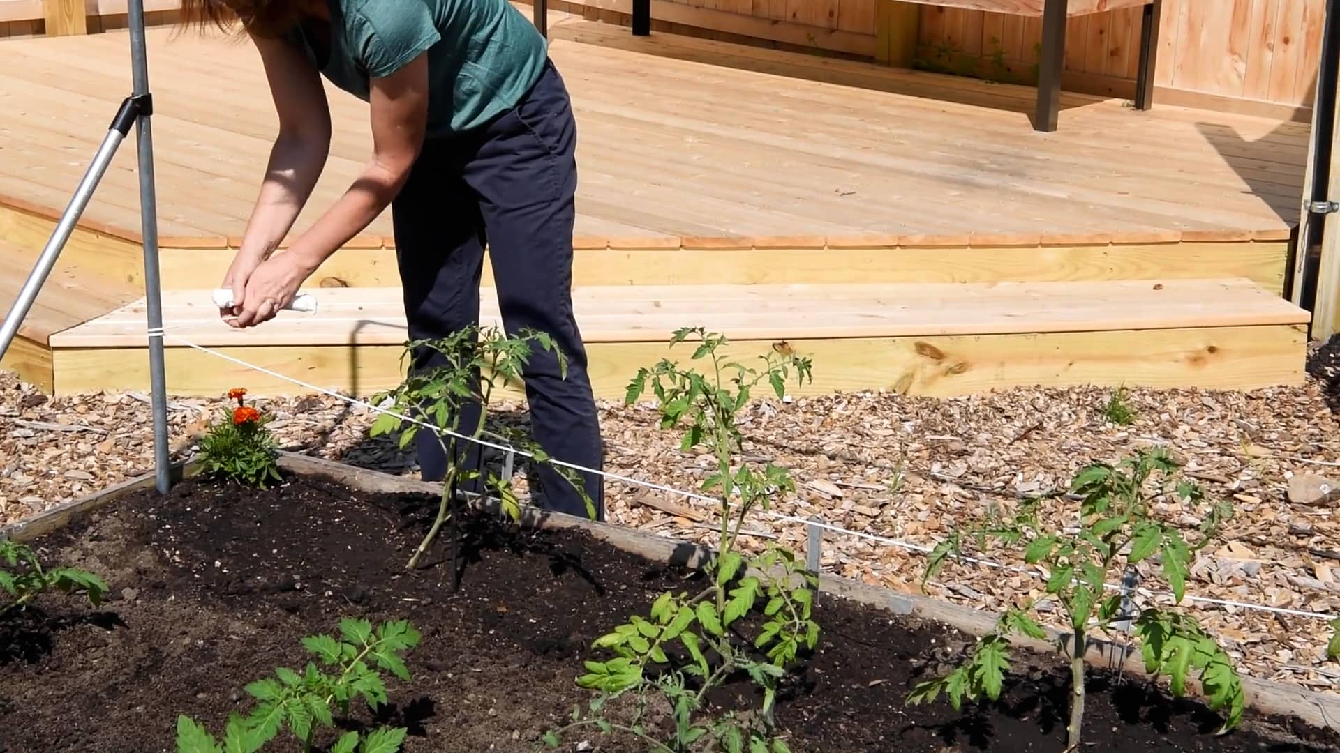 Florida Weave Tomato Trellis Technique on Vimeo