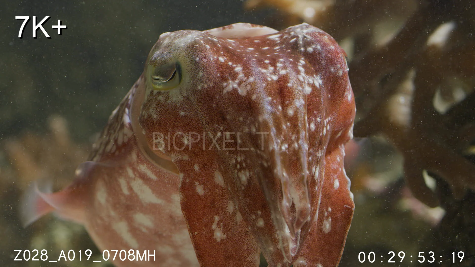 Cuttlefish - Broadclub cuttlefish close ups 7K+ 1 on Vimeo