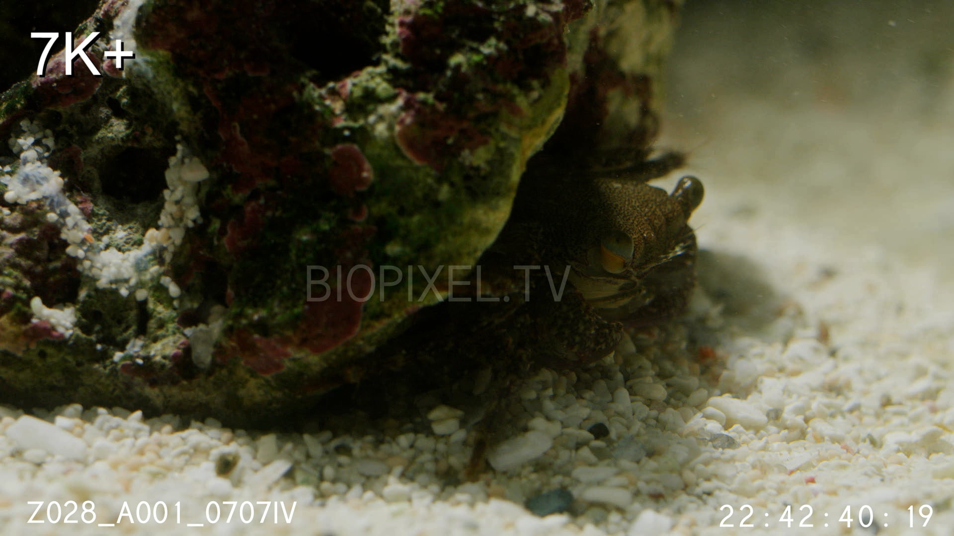 Cuttlefish - Close up reef crab that gets eaten by cuttlefish 7K+ on Vimeo