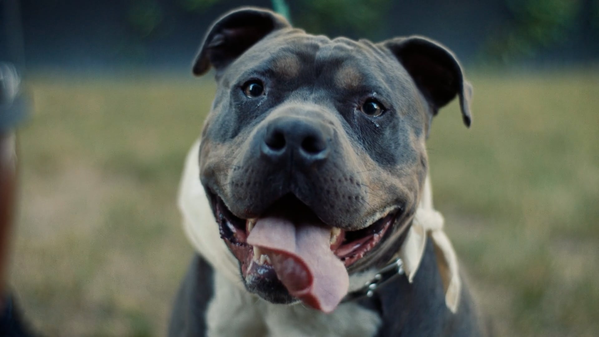 The Dogist X The Farmer's Dog - Rodney on Vimeo