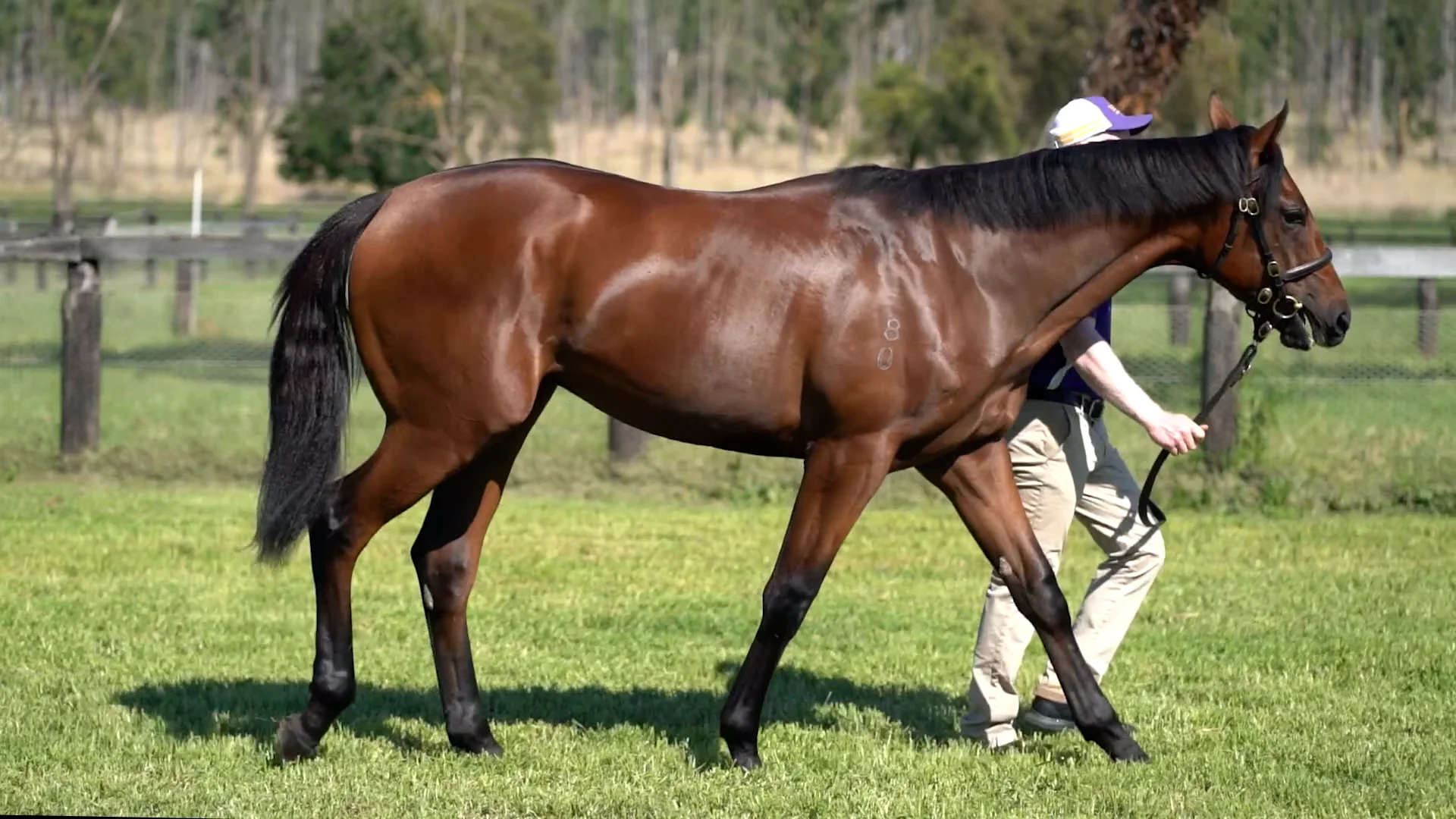 Lot 483 Savabeel x Tricia'o colt on Vimeo