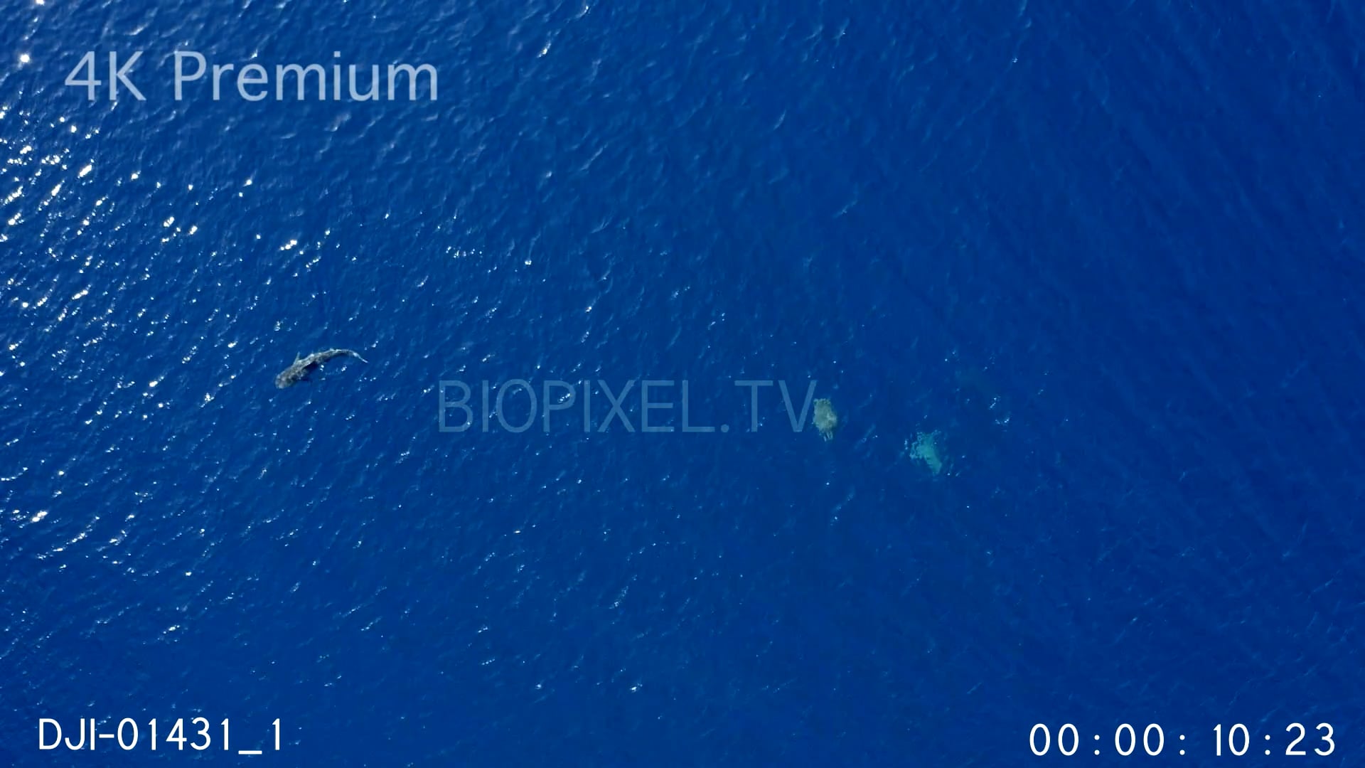 4K Sea Turtles - Aerial - Tiger shark and green sea turtles 4K 1 on Vimeo