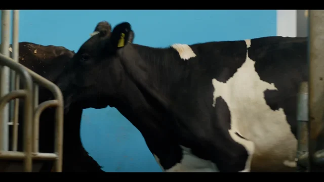 Cow Chewing Cud Gif