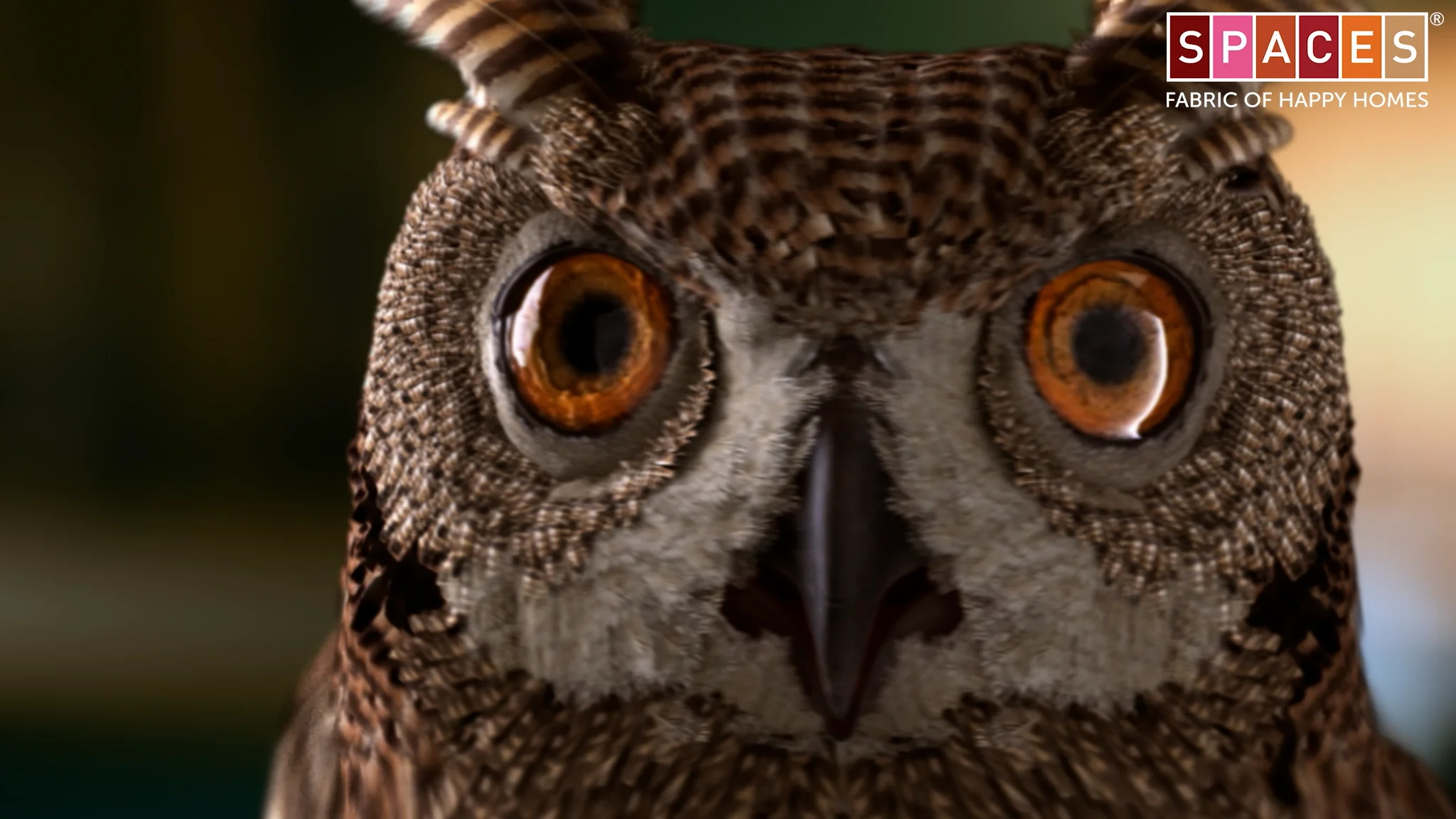 OWL film _F2_1.mp4 on Vimeo
