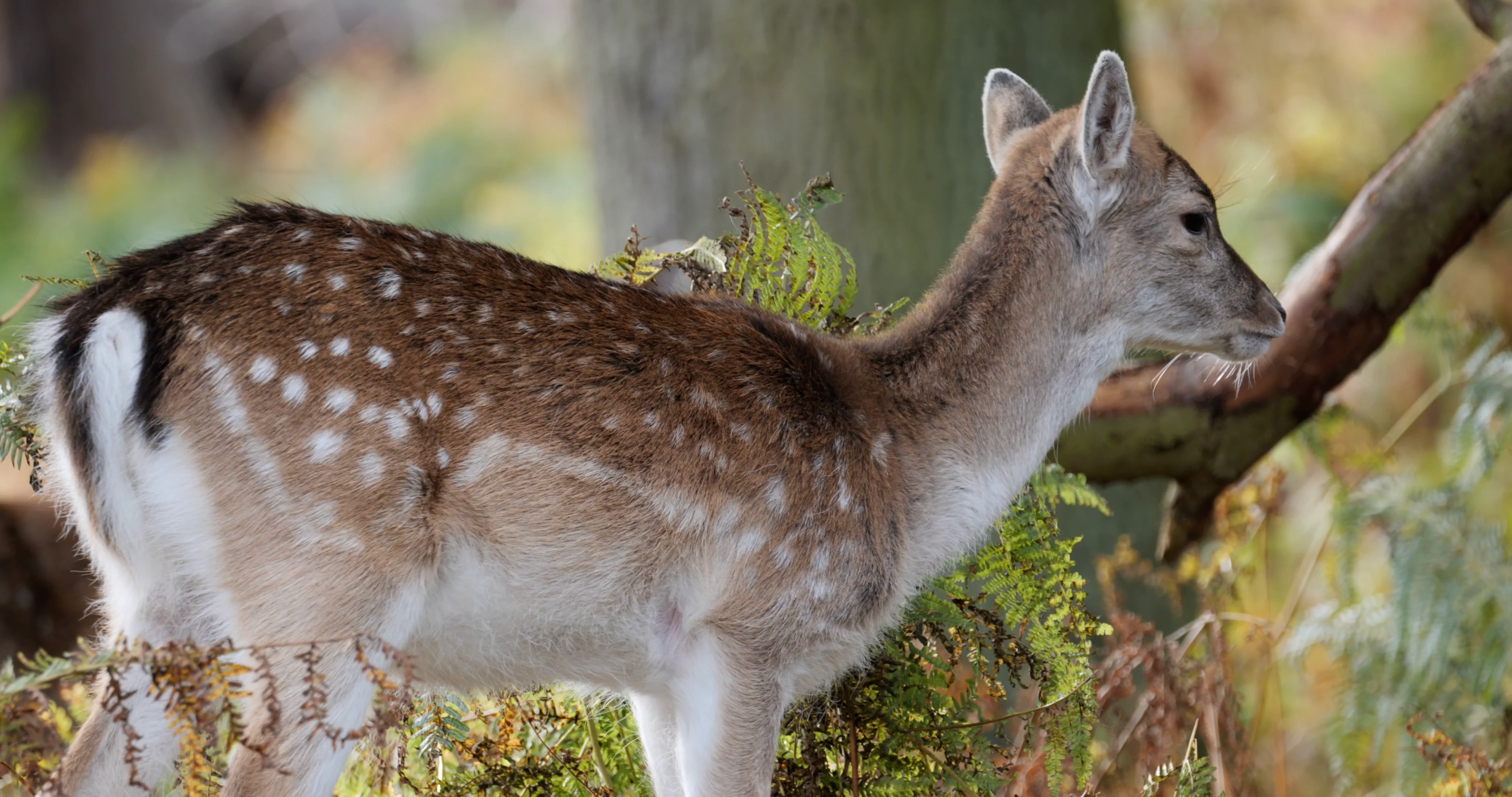 Sigma 100-400 Panasonic S5 stabilisation - deer