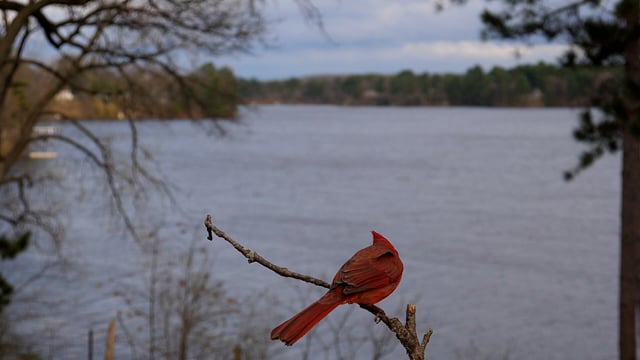 Red Bird Videos: Download 5,160+ Free 4K & HD Stock Footage Clips - Pixabay