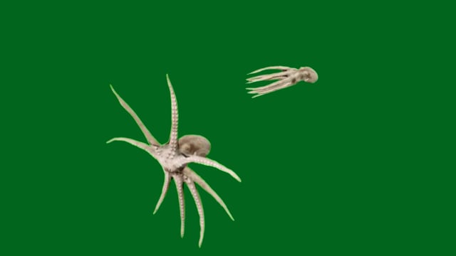 Green Screen Greenscreen Marine - Free video on Pixabay