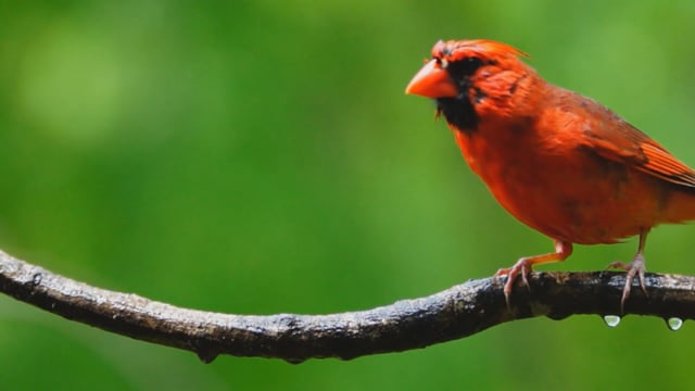 10+ Free Cardinal Bird & Cardinal Videos, HD & 4K Clips - Pixabay