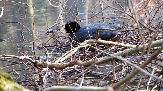 Coot Bird Animal - Free video on Pixabay