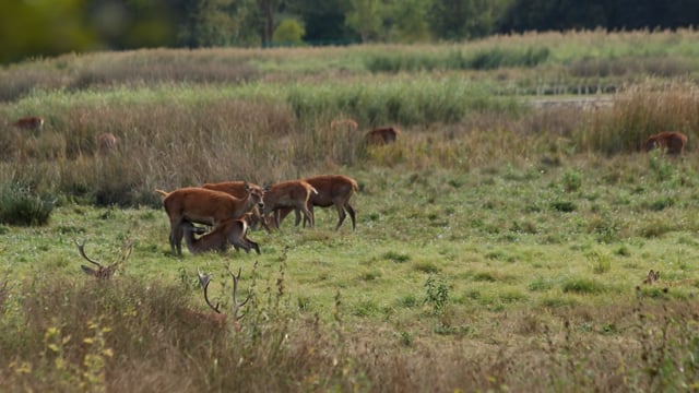 Animals, Antlers, Deer. Free Stock Video - Pixabay