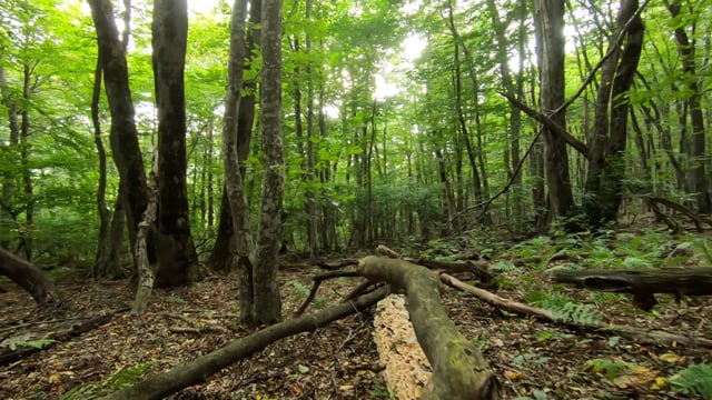 Wald Dunkler In Stawropol - Free video on Pixabay