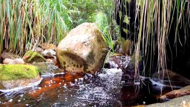 Rio Agua Selva - Free video on Pixabay - Pixabay