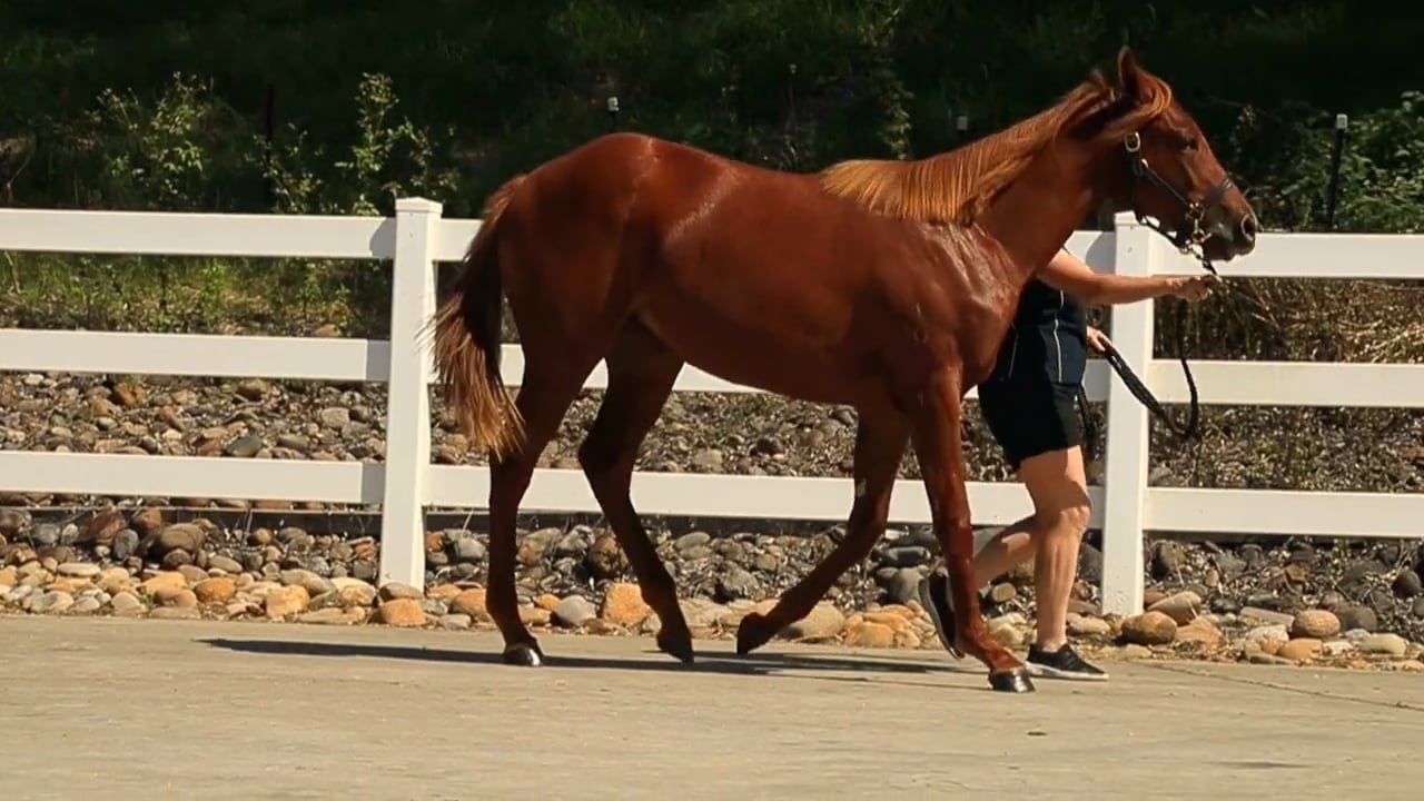 Invader x Bremer Babe 20 Filly - Parading on Vimeo