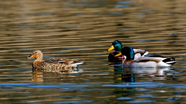 Pato Drake Selvagem Pássaro - Vídeo grátis no Pixabay